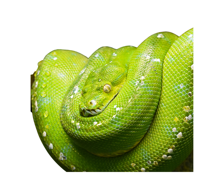 Exotic Kingdoms แพลตฟอร์มการประมูลสัตว์เลี้ยงที่ดีที่สุดในไทย